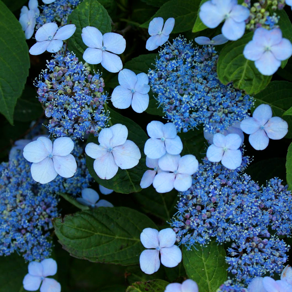 Hydrangea 'Blue Bird' | Mountain Hydrangea – Gardeners Dream