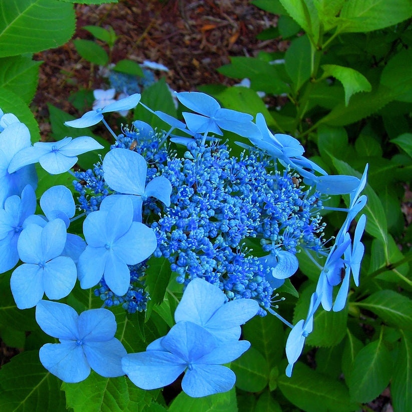 Hydrangea 'Blue Bird' | Mountain Hydrangea – Gardeners Dream