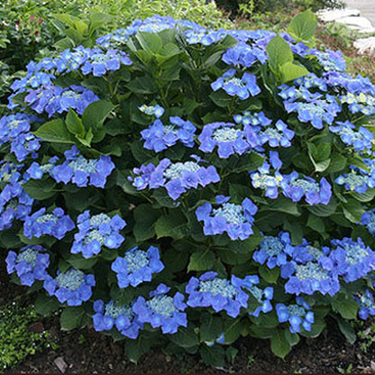 Hydrangea 'Teller Blue' | Mophead Hydrangea – Gardeners Dream
