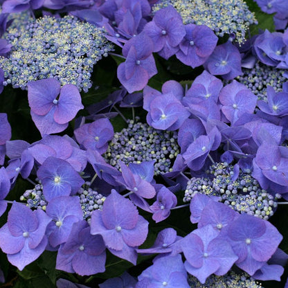 Hydrangea 'Teller Blue' | Mophead Hydrangea – Gardeners Dream