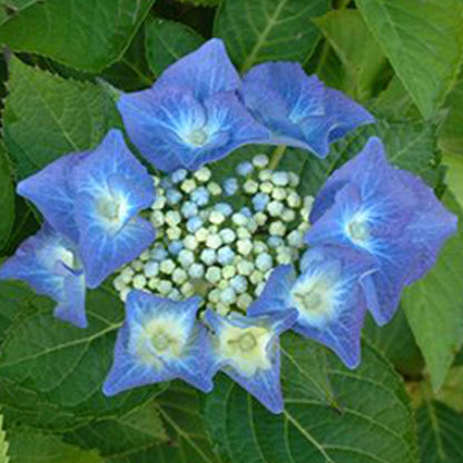 Hydrangea 'Teller Blue' | Mophead Hydrangea – Gardeners Dream