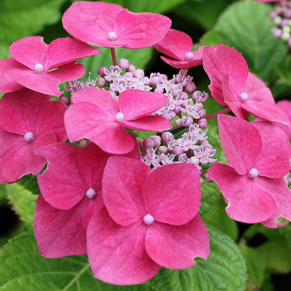 Hydrangea Plants | Hydrangea Shrubs | Gardeners Dream