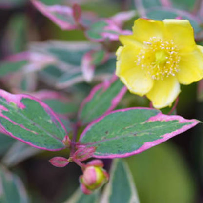 Hypericum 'Tricolor' | St John's Wort – Gardeners Dream