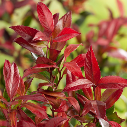 Leucothoe 'Zeblid' | Dog Hobble – Gardeners Dream