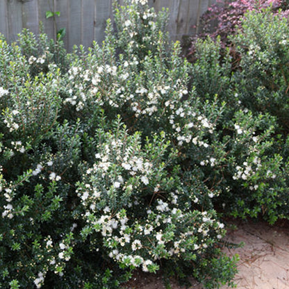 Myrtus tarentina | Tarentum Myrtle – Gardeners Dream