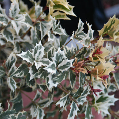 Osmanthus 'Variegatus' | False Holly – Gardeners Dream