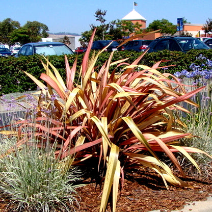 Phormium 'Jester' | New Zealand Flax – Gardeners Dream