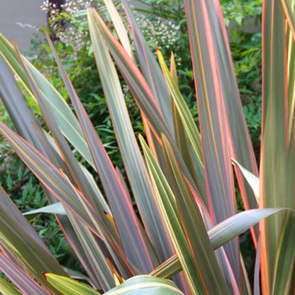Phormium 'Maori Queen' | New Zealand Flax – Gardeners Dream