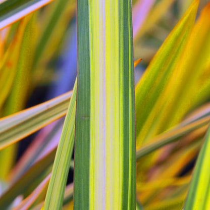 Phormium 'Yellow Wave' | New Zealand Flax – Gardeners Dream