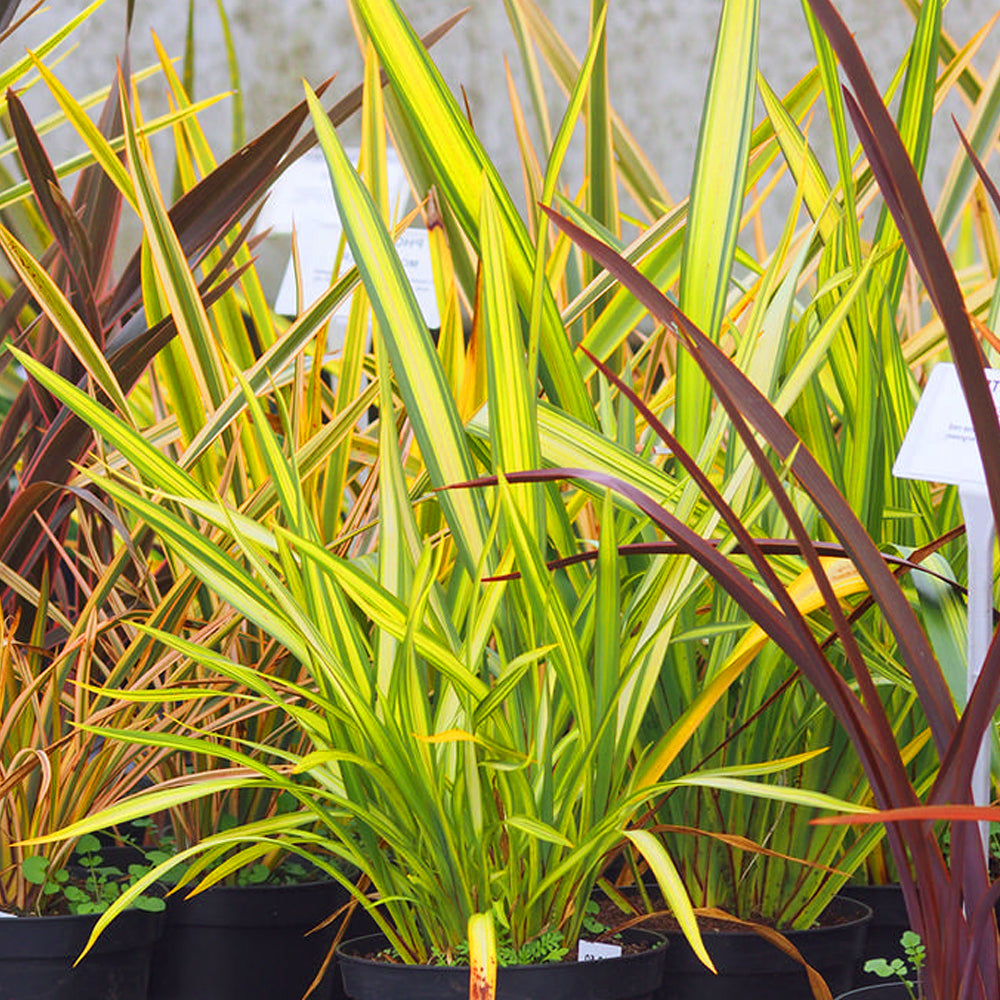 Phormium 'Yellow Wave' | New Zealand Flax – Gardeners Dream