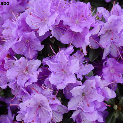 Rhododendron 'Ramapo' | Dwarf Hardy Hybrid – Gardeners Dream