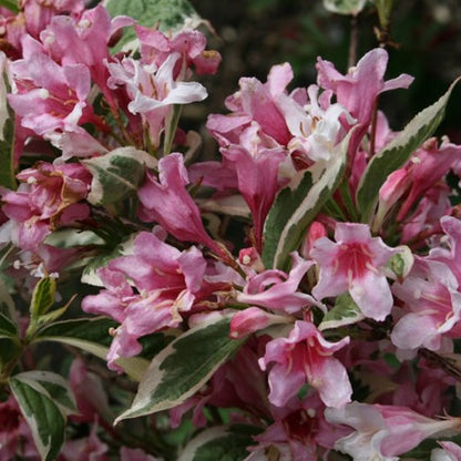 Weigela 'Variegata' | Old-Fashioned Weigela – Gardeners Dream