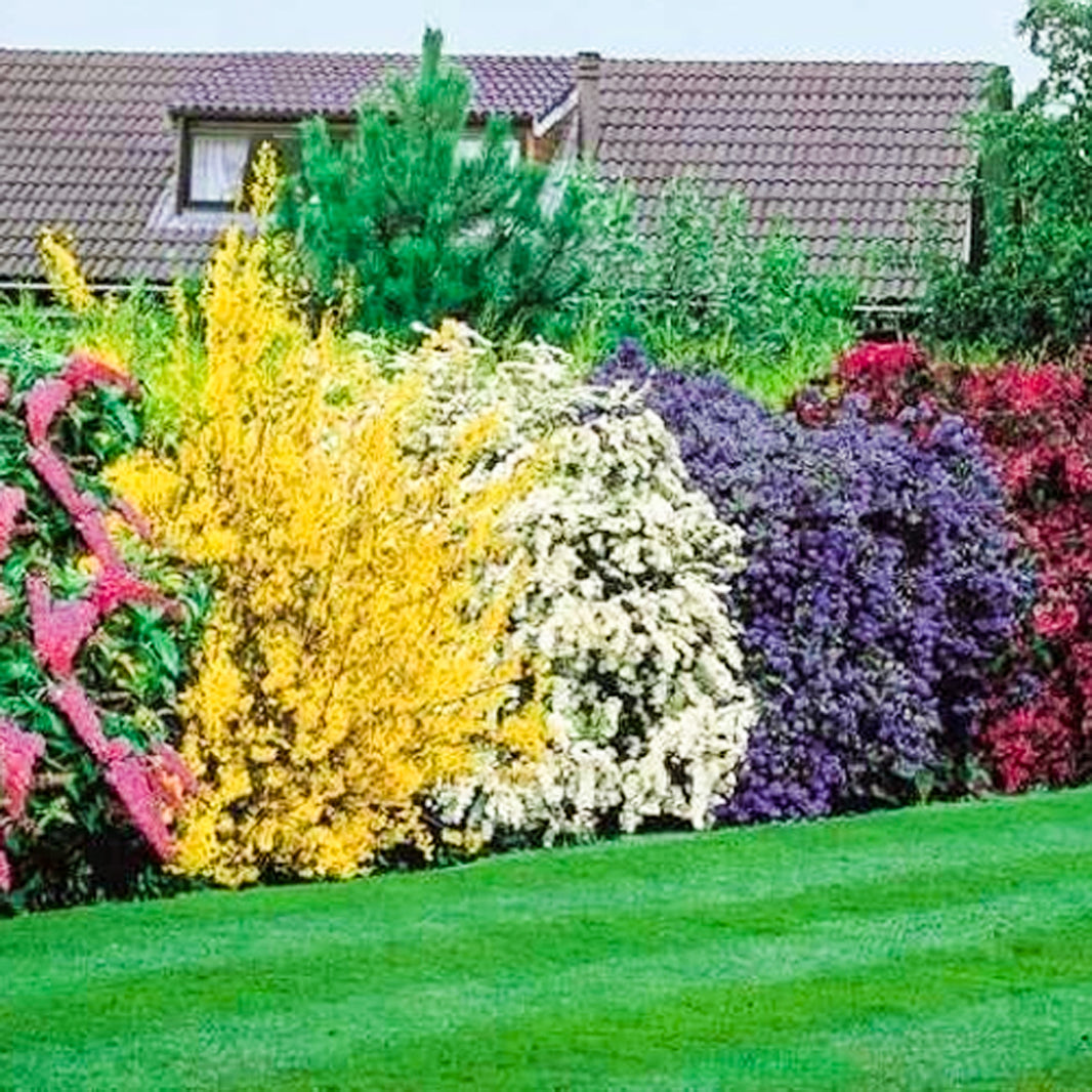 Fast Growing Hedge | Rapid Growing Hedge | Gardeners Dream