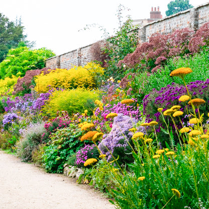 Flowering Hedge Mix | Mixed Varieties – Gardeners Dream