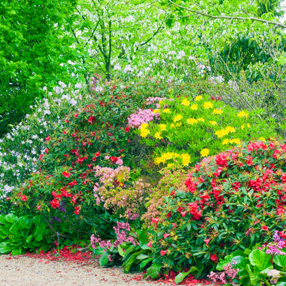 Flowering Hedge Mix | Mixed Varieties – Gardeners Dream