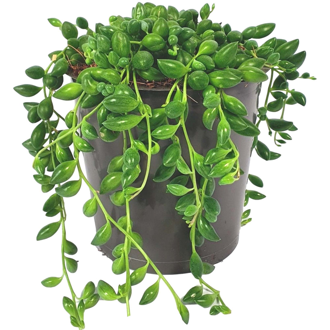 Senecio herreianus | String of Teardrops – Gardeners Dream