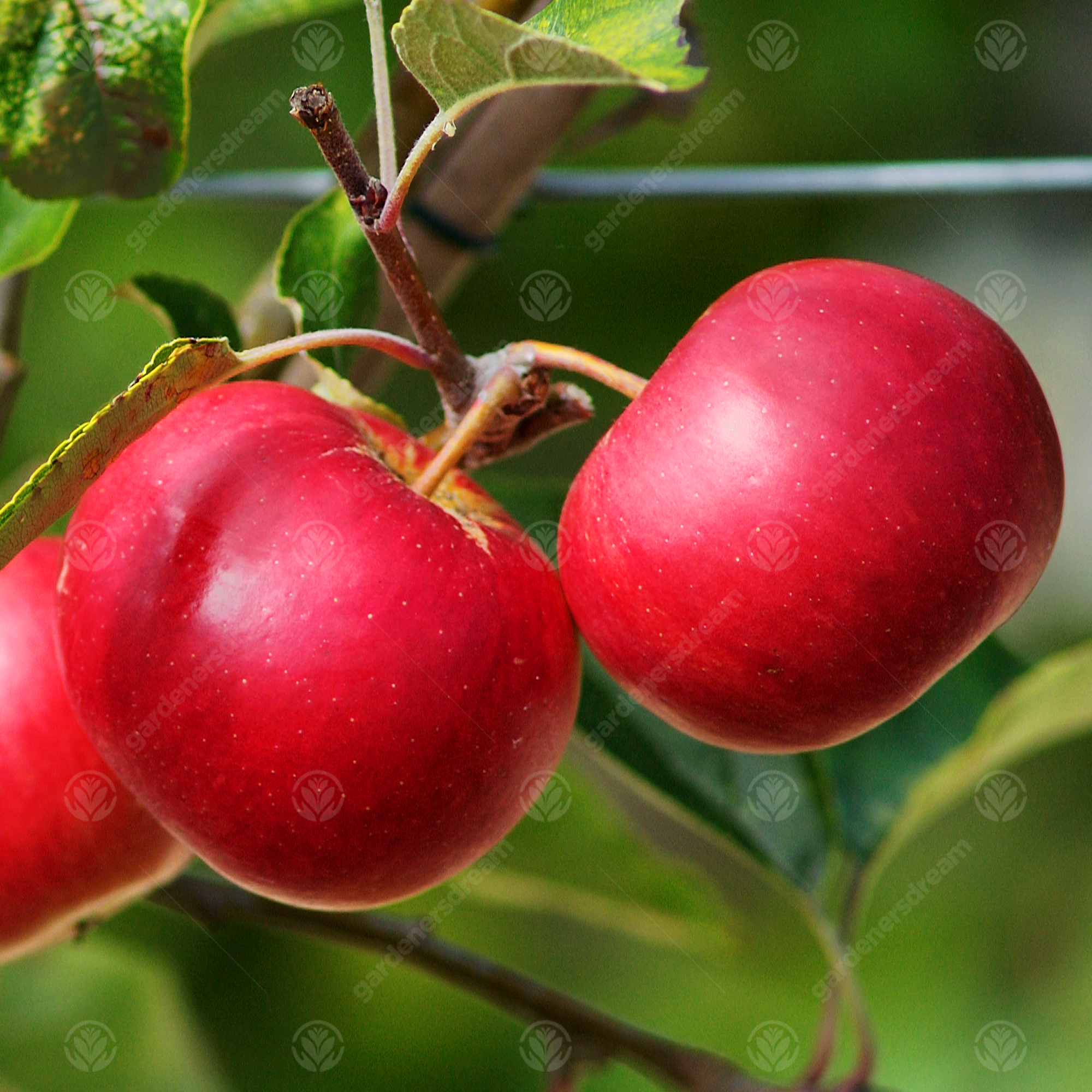 Apple 'Scrumptious' | Apple Tree – Gardeners Dream