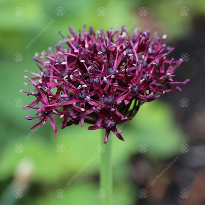 Allium atropurpureum | Ornamental Onion – Gardeners Dream