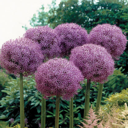 Allium 'Globemaster' | Ornamental Onion – Gardeners Dream