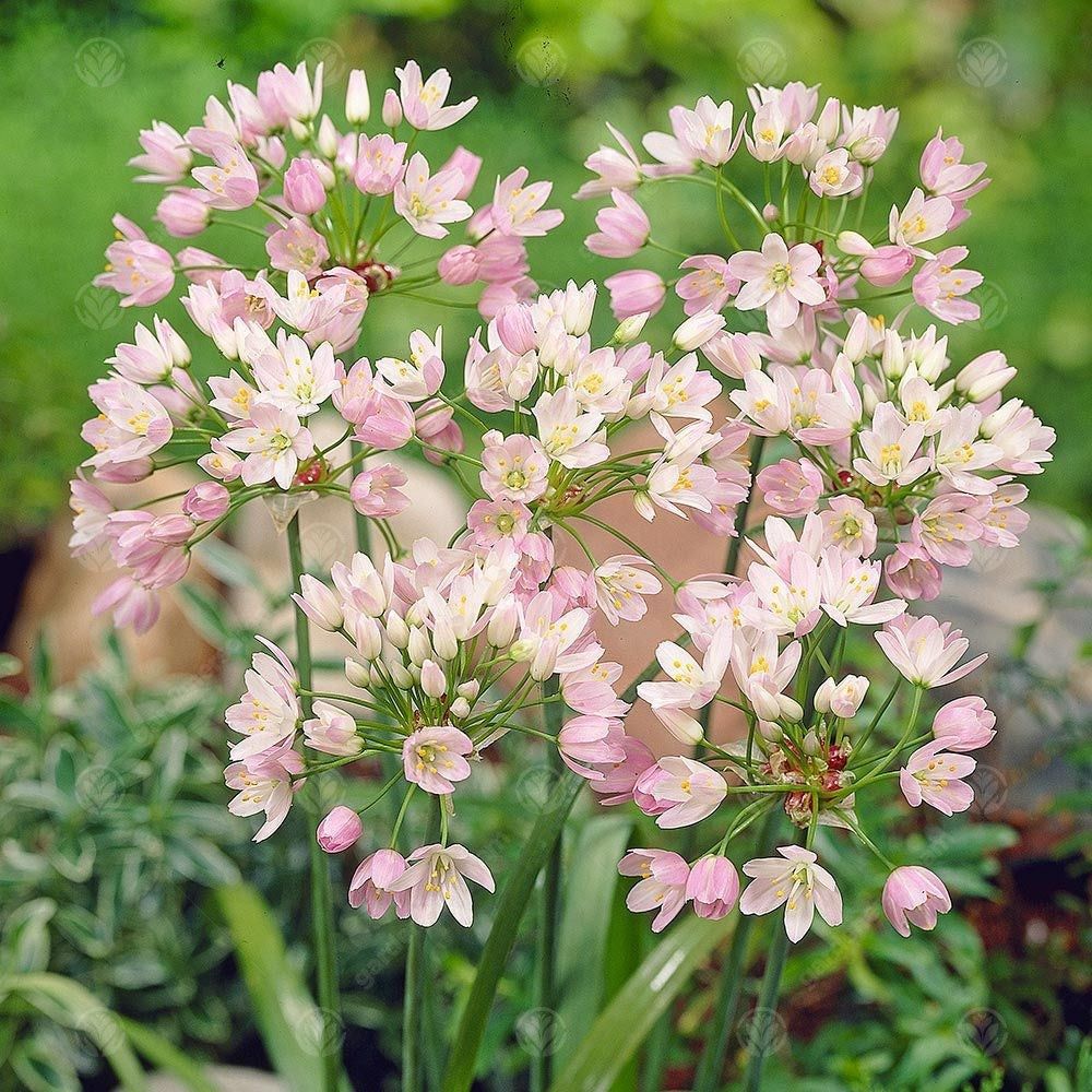 Allium roseum | Rosy-Flowered Garlic – Gardeners Dream
