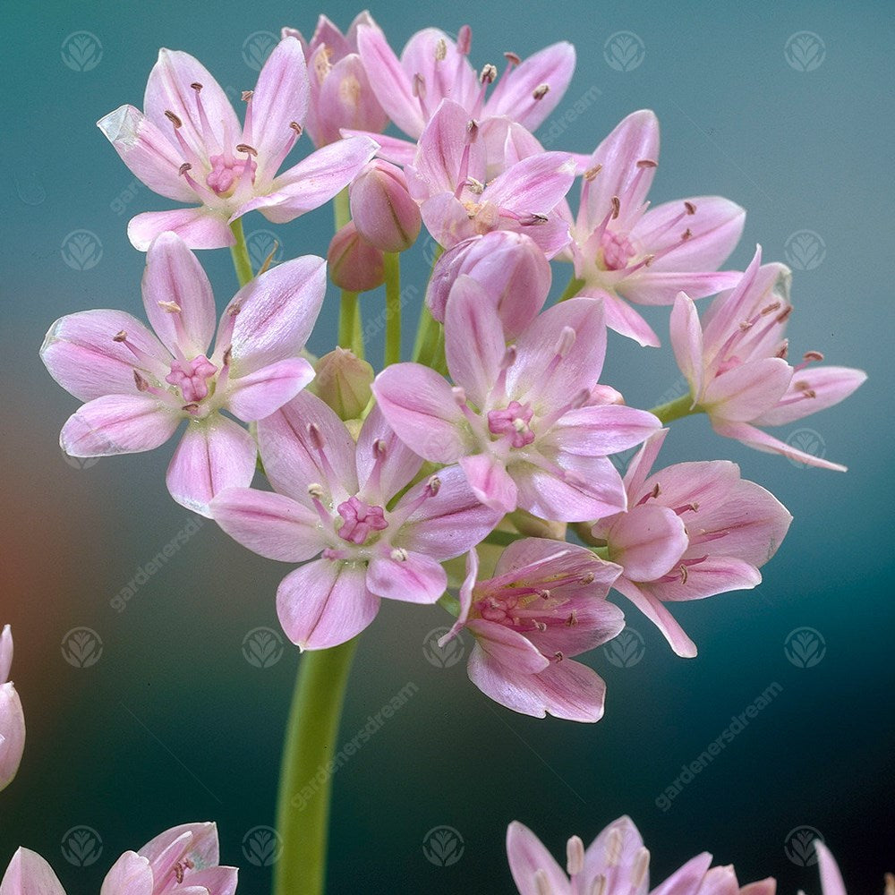 Allium roseum | Rosy-Flowered Garlic – Gardeners Dream