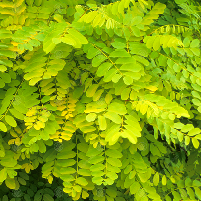 Robinia 'Frisia' | False Acacia Tree – Gardeners Dream