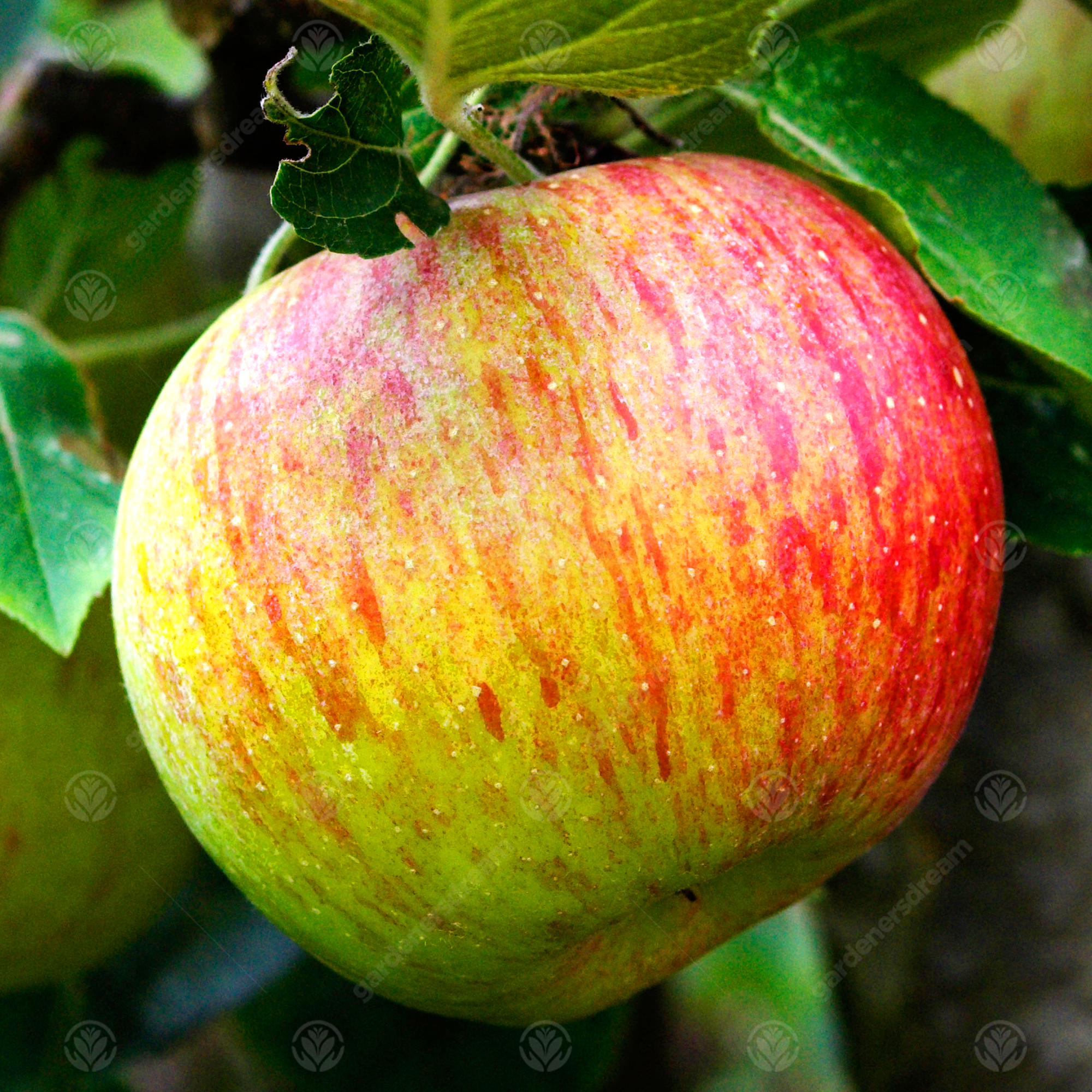 Apple 'Lord Lambourne' | Apple Tree – Gardeners Dream