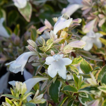 Abelia 'Radiance' | Glossy Abelia – Gardeners Dream