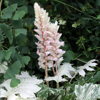Acanthus 'Whitewater' | Bear's Breeches – Gardeners Dream