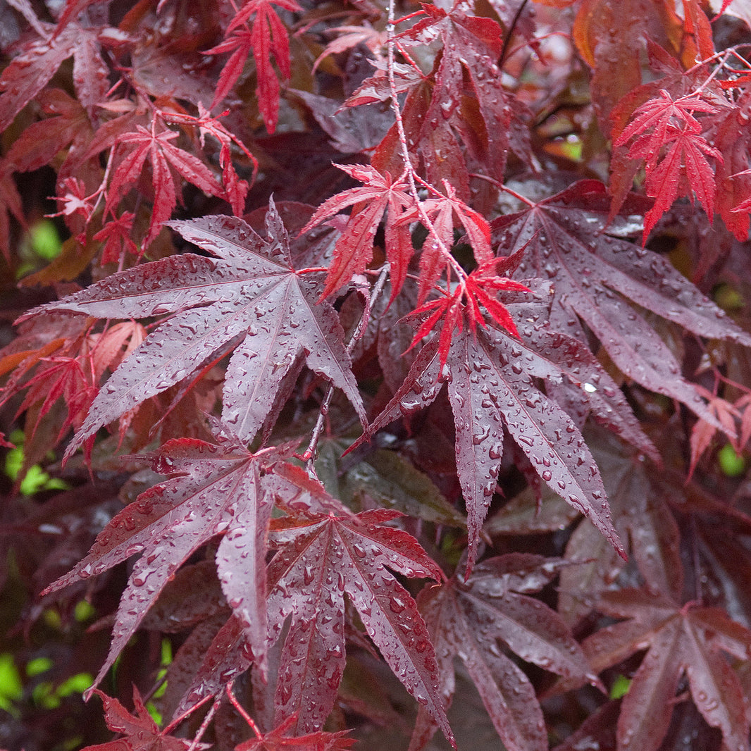Red Trees | Red Leaved Trees | Gardeners Dream
