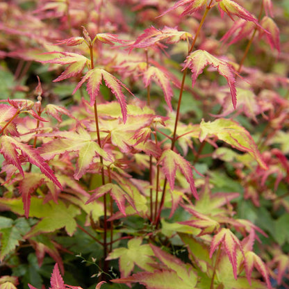 Acer 'Little Princess' | Japanese Maple Tree – Gardeners Dream
