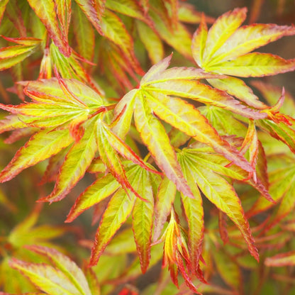 Acer 'Little Princess' | Japanese Maple Tree – Gardeners Dream