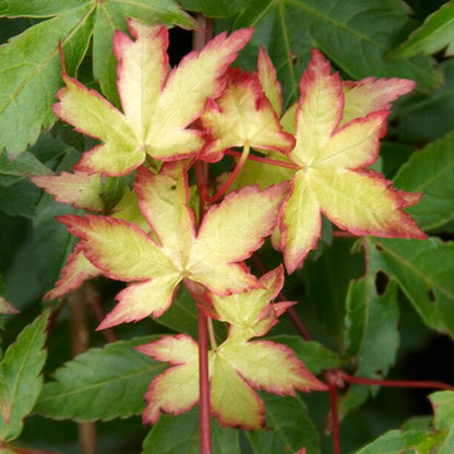 Acer 'Little Princess' | Japanese Maple Tree – Gardeners Dream