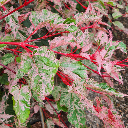 Acer 'Red Flamingo' | Snake Bark Maple Tree – Gardeners Dream
