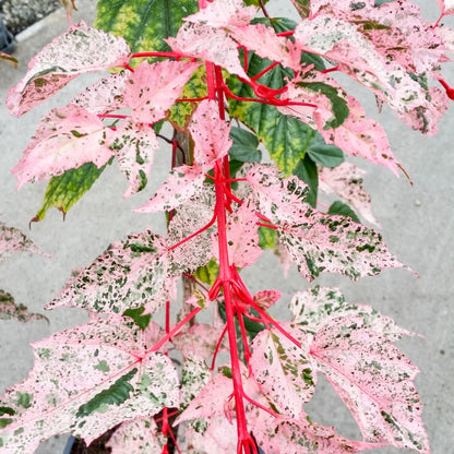 Acer 'Red Flamingo' | Snake Bark Maple Tree – Gardeners Dream