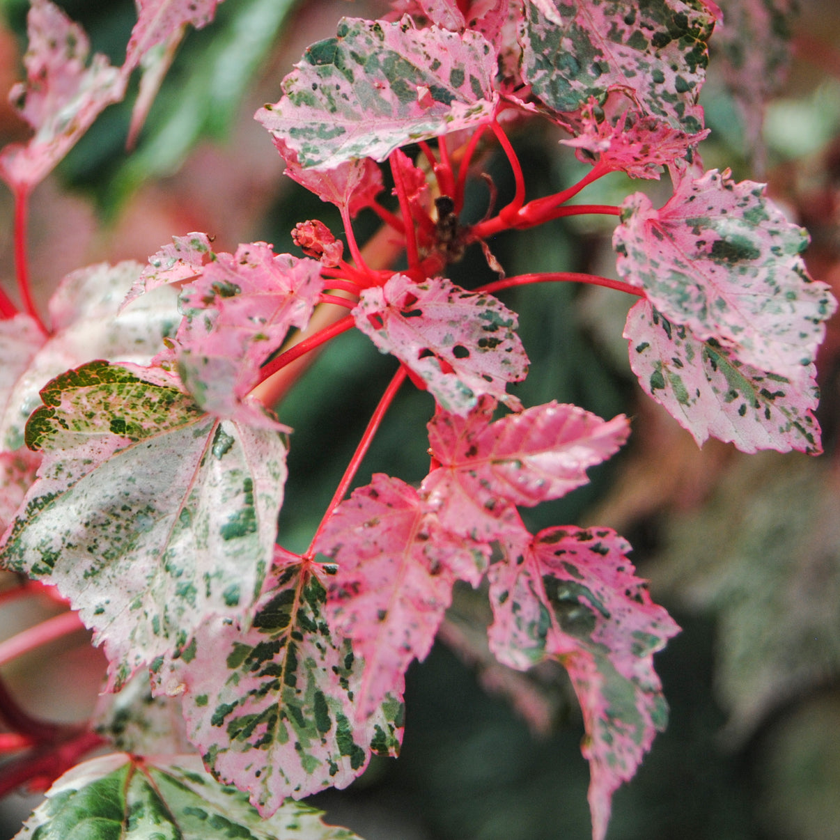 Acer 'Red Flamingo' | Snake Bark Maple Tree – Gardeners Dream