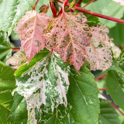 Acer 'Red Flamingo' | Snake Bark Maple Tree – Gardeners Dream