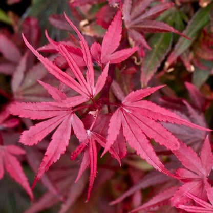 Acer 'Shaina' | Japanese Maple Tree – Gardeners Dream