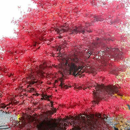 Acer 'Twombly's Red Sentinel' | Japanese Maple Tree – Gardeners Dream