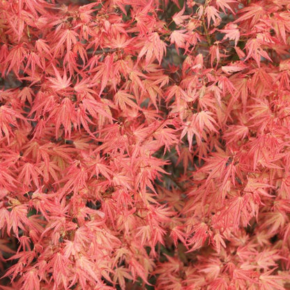 Acer 'Wilson's Pink Dwarf' | Japanese Maple Tree – Gardeners Dream