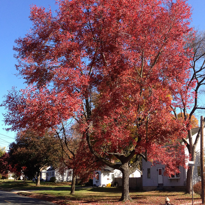 Acer 'Summer Red' | Red Maple Tree – Gardeners Dream