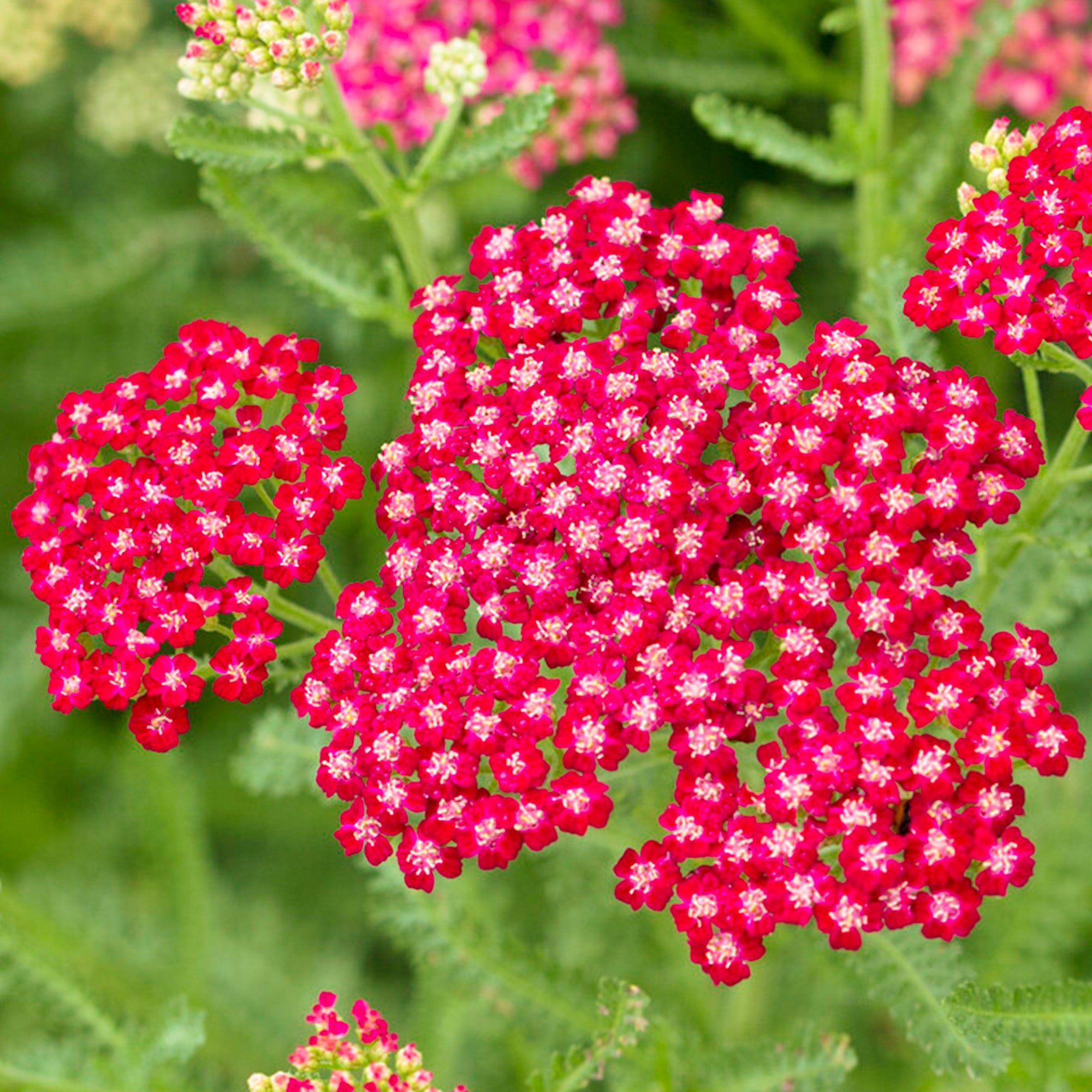 Achillea 'New Vintage Red' | Yarrow – Gardeners Dream