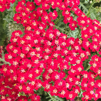 Achillea 'New Vintage Red' | Yarrow – Gardeners Dream
