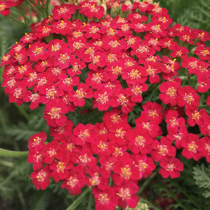 Achillea 'New Vintage Red' | Yarrow – Gardeners Dream