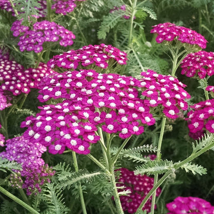Achillea 'New Vintage Violet' | Yarrow – Gardeners Dream