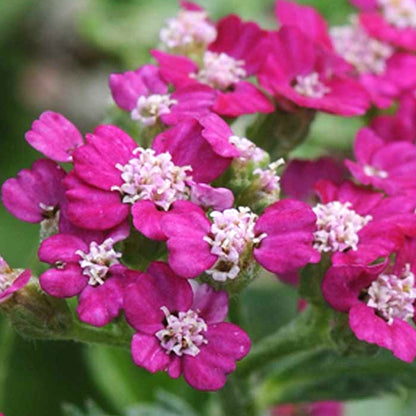 Achillea 'New Vintage Violet' | Yarrow – Gardeners Dream