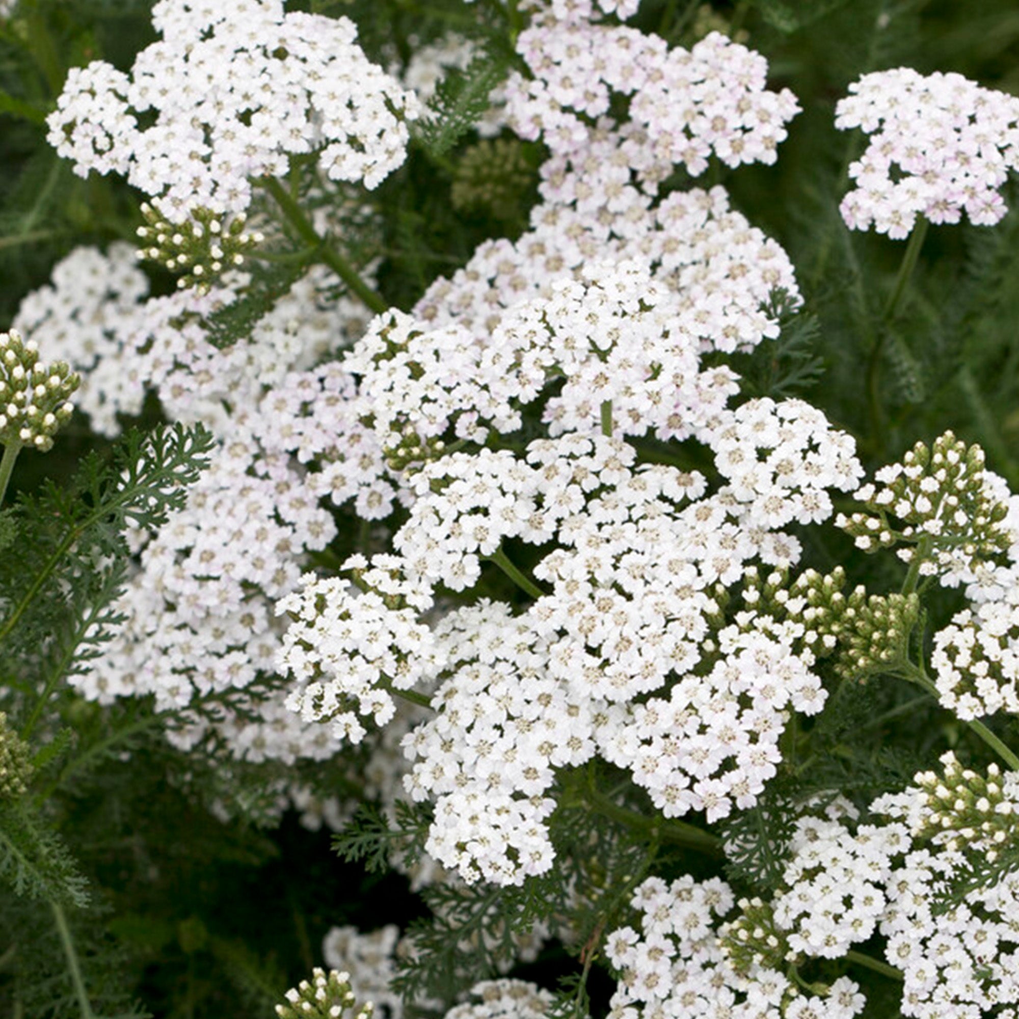 Achillea 'New Vintage White' | Yarrow – Gardeners Dream
