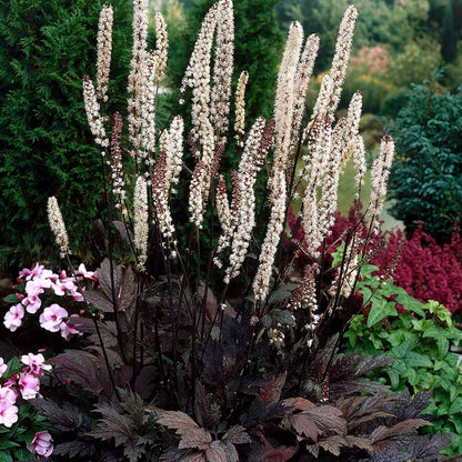 Actaea 'Chocoholic' | Baneberry – Gardeners Dream