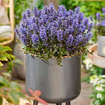 Ajuga 'Noble Nightingale' | Bugleweed – Gardeners Dream