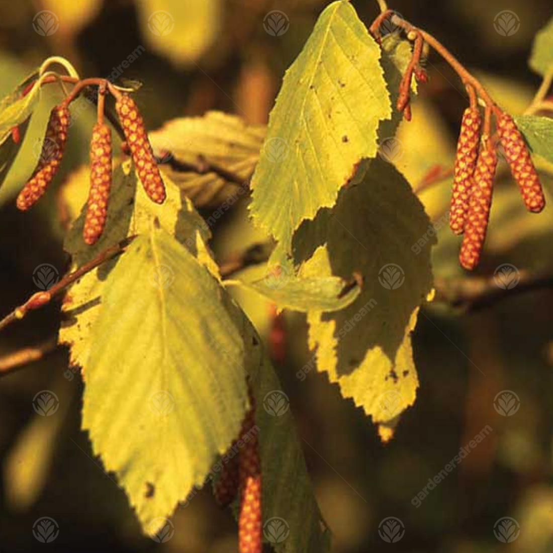 Alnus 'Aurea' | Grey Alder Tree – Gardeners Dream